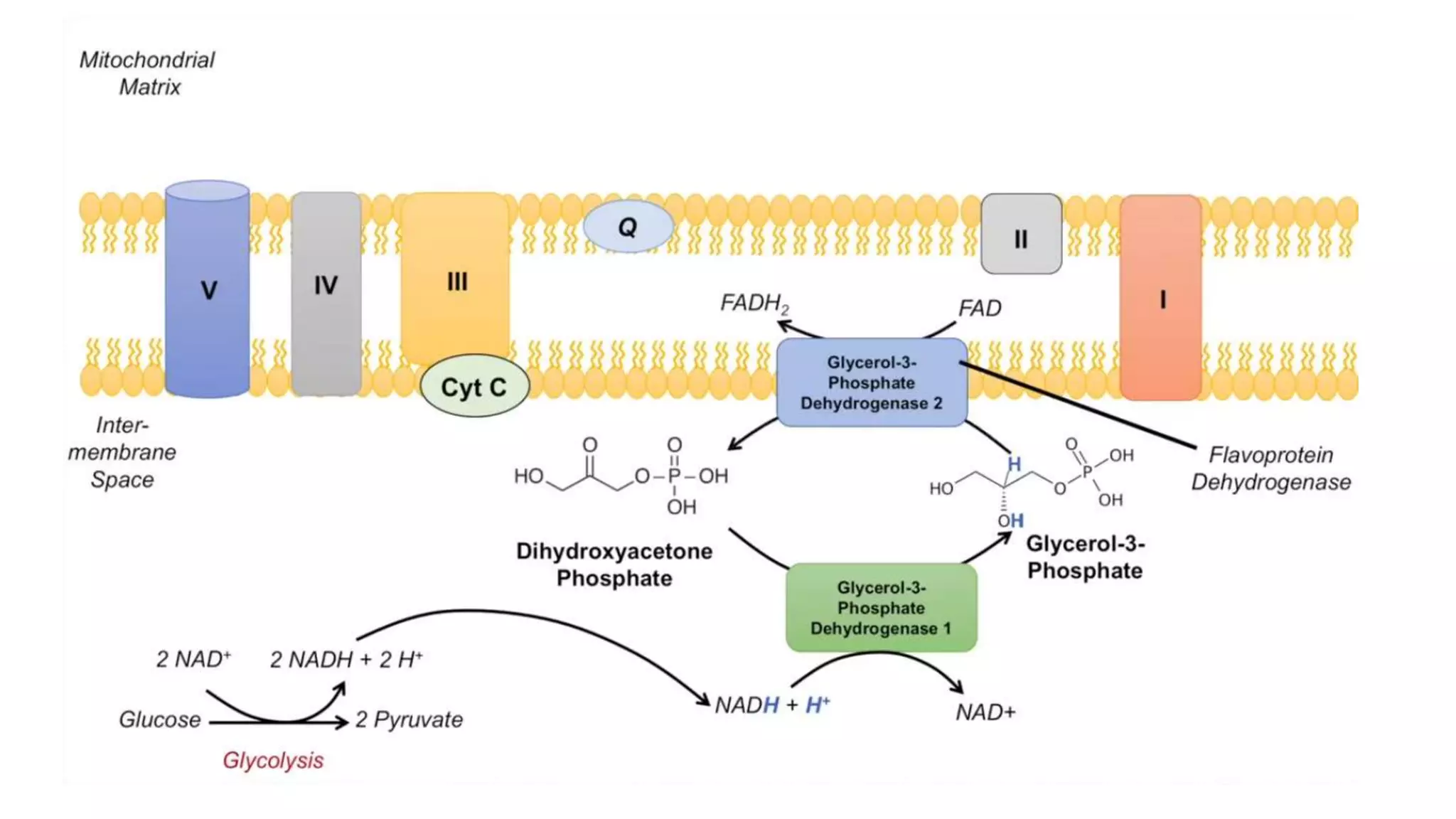 Enzymatic shuttles slides.pptx