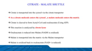 Enzymatic shuttles slides.pptx