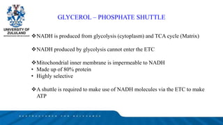 Enzymatic shuttles slides.pptx