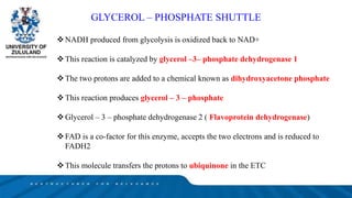 Enzymatic shuttles slides.pptx