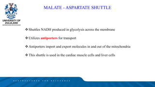 Enzymatic shuttles slides.pptx