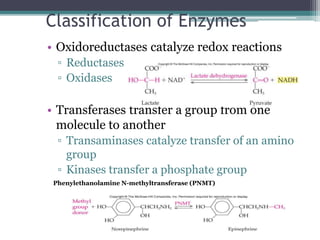 Enzyme | PPTX | Chemistry | Science