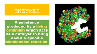 Enzyme | PPT