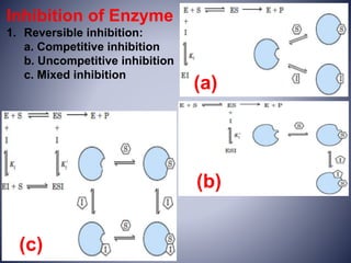 Enzyme.ppt