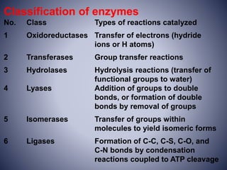 Enzyme.ppt