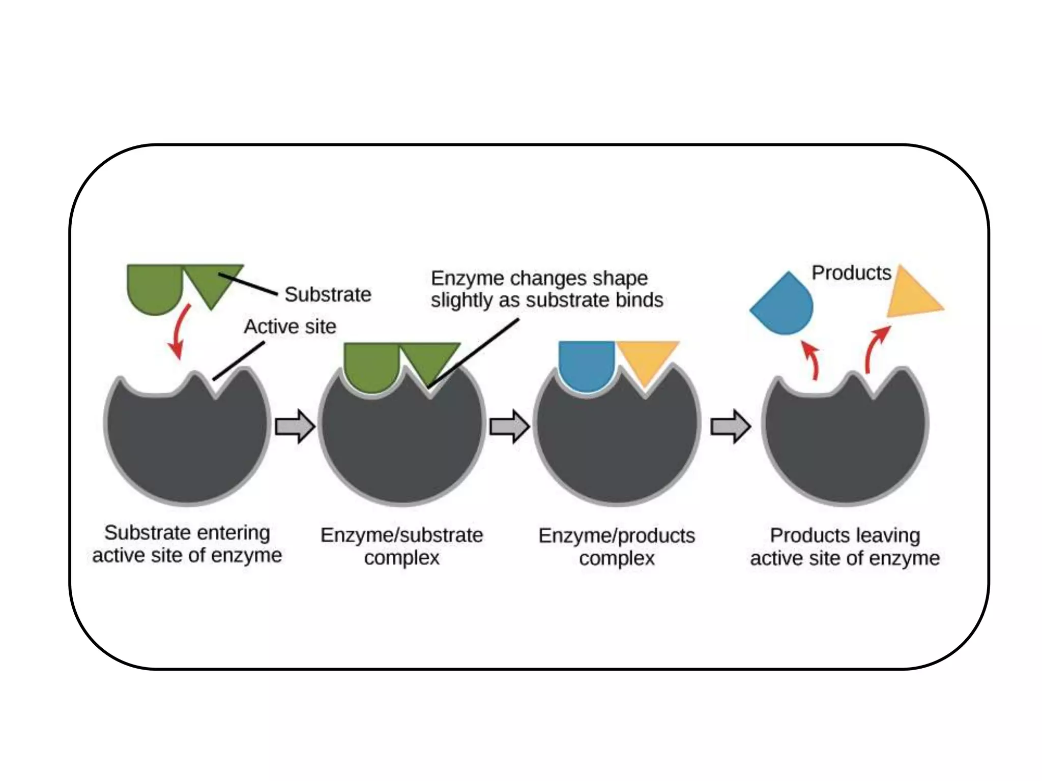 Enzyme CSIR -NET | PPTX