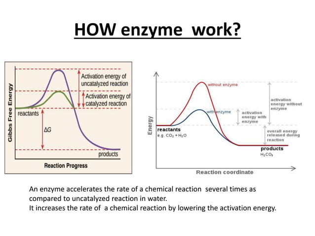 Enzyme CSIR -NET | PPTX | Chemistry | Science