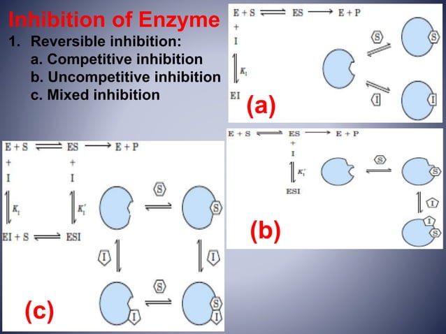 Enzyme.ppt