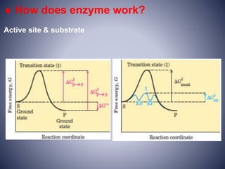 Enzyme.ppt