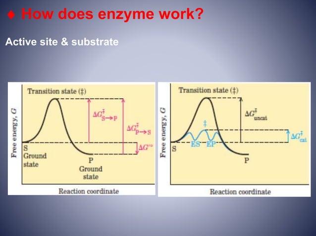 Enzyme.ppt