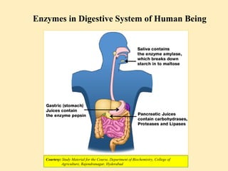 Enzyme | PPT