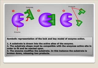 Enzyme | PPT