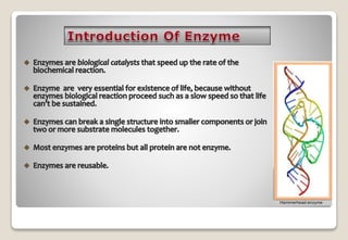 Enzyme | PPT