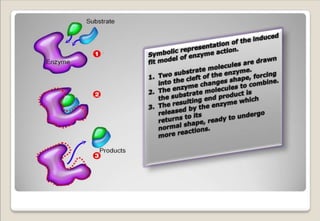 Enzyme | PPT