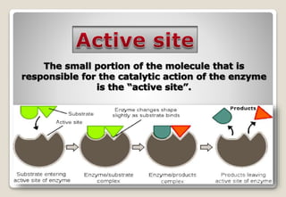 Enzyme | PPT