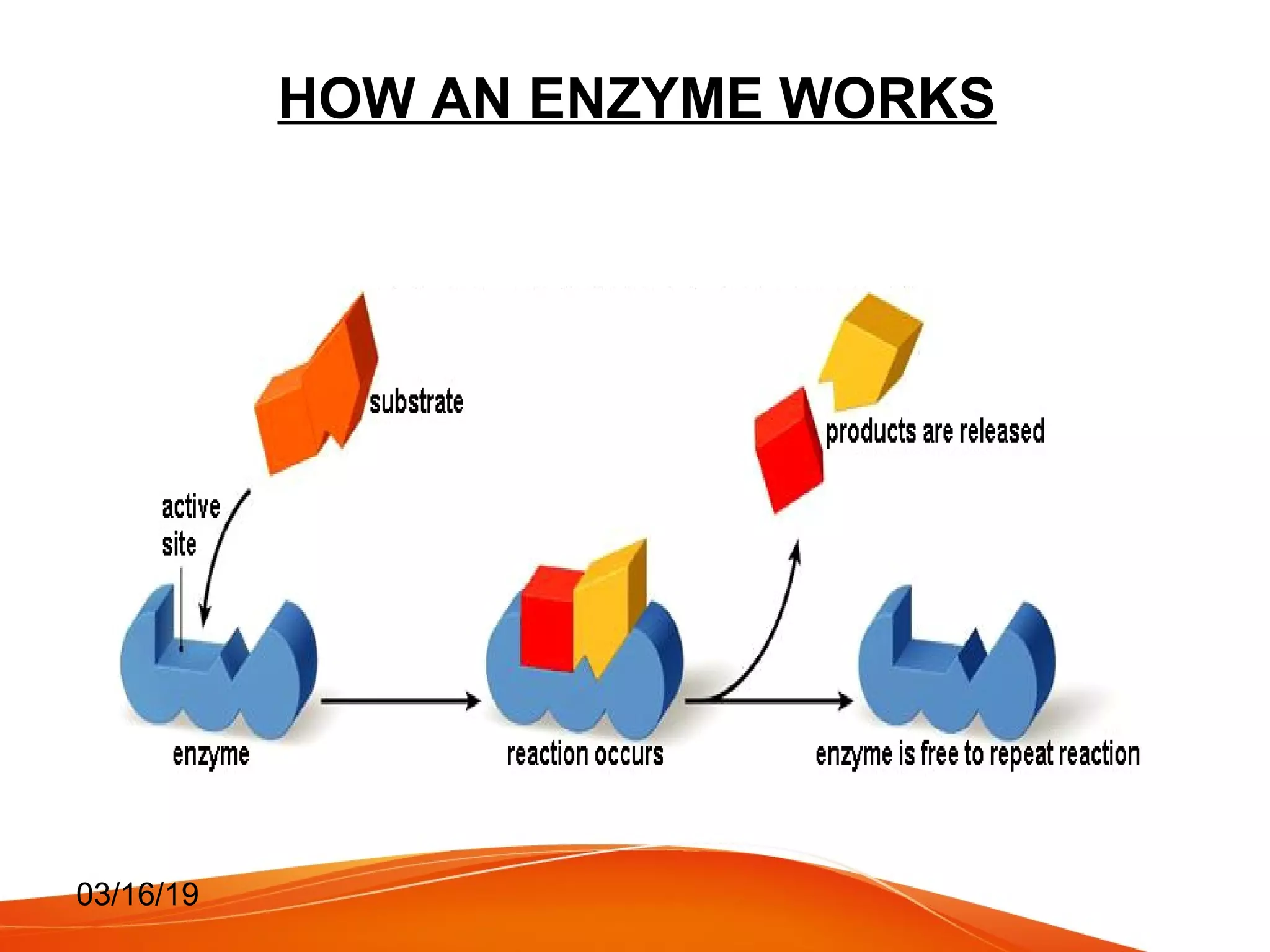 Enzyme-An introduction | PPT