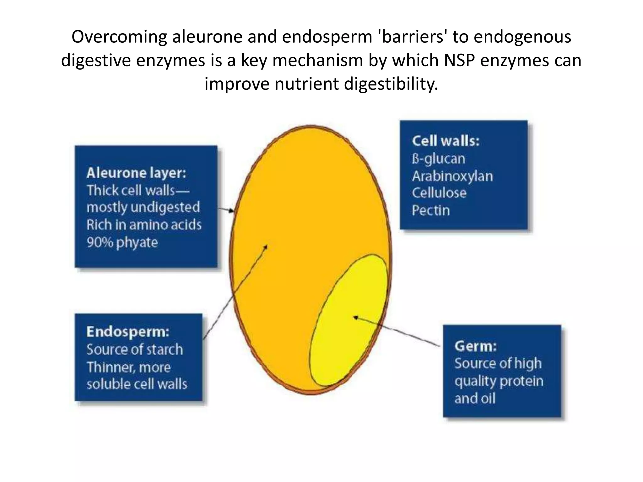 ENZYMES IN POULTRY NUTRITION | PPTX