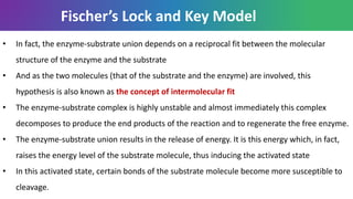 Enzyme | PDF