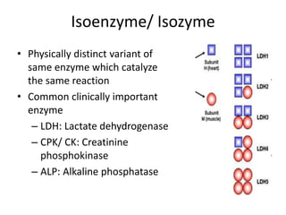 Enzyme | PPT