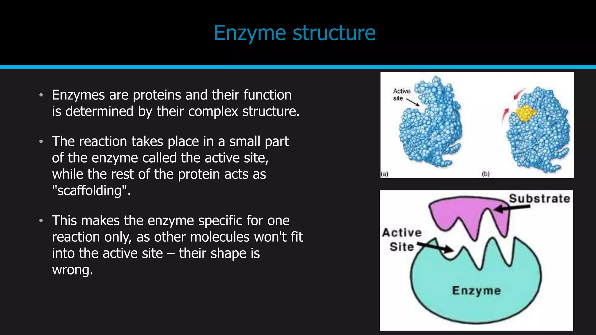 Enzyme | PPTX