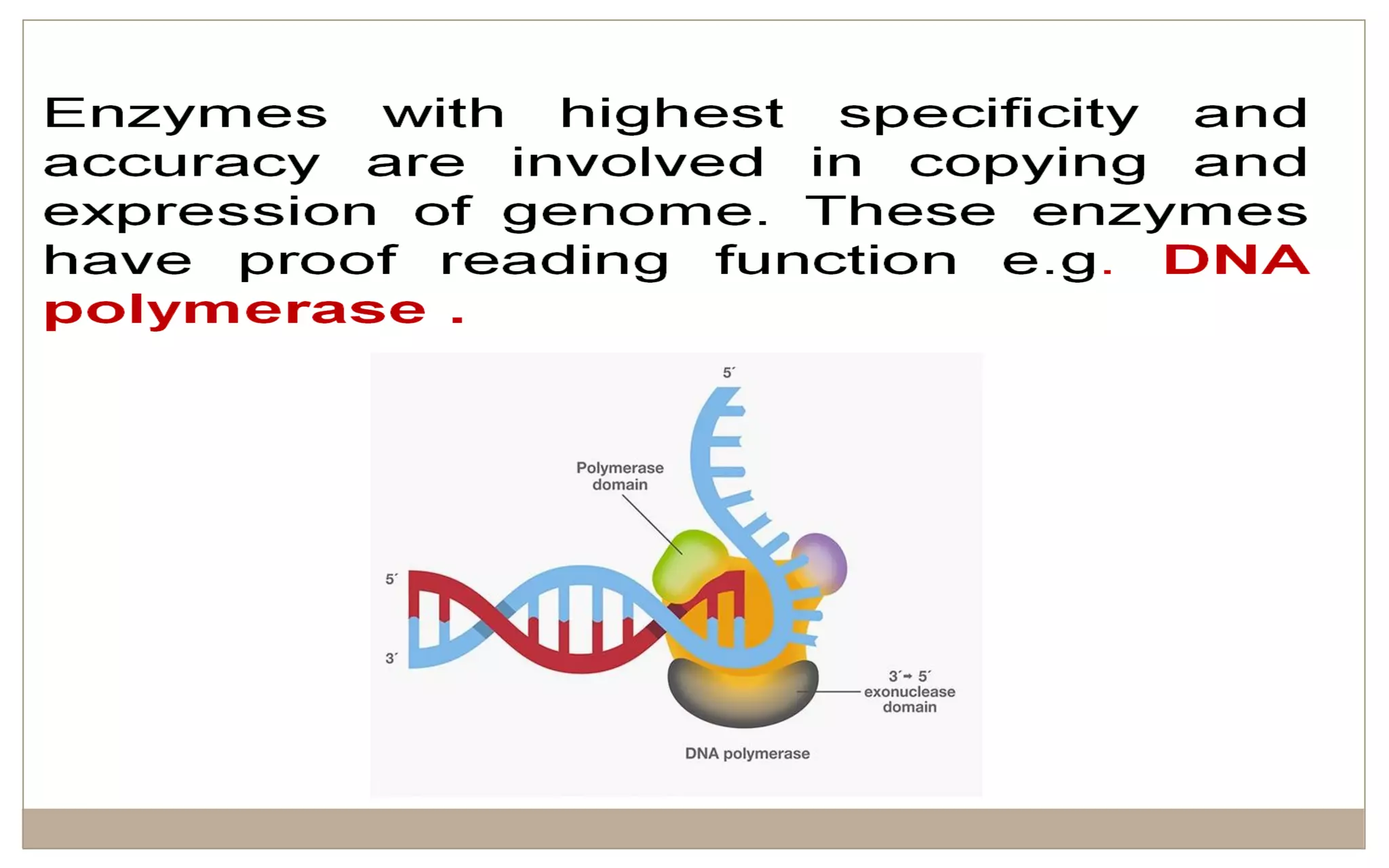 Enzymes (General Introduction & Action Mechanism) | PDF