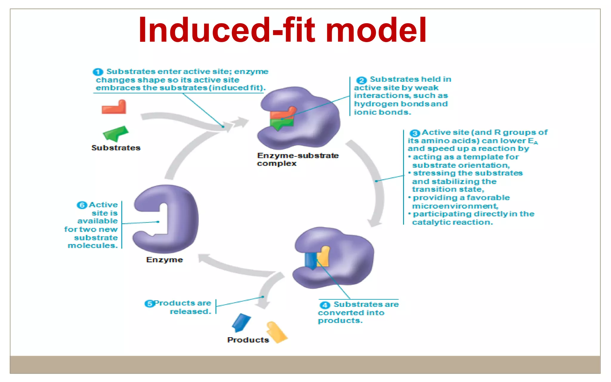 Enzymes (General Introduction & Action Mechanism) | PDF
