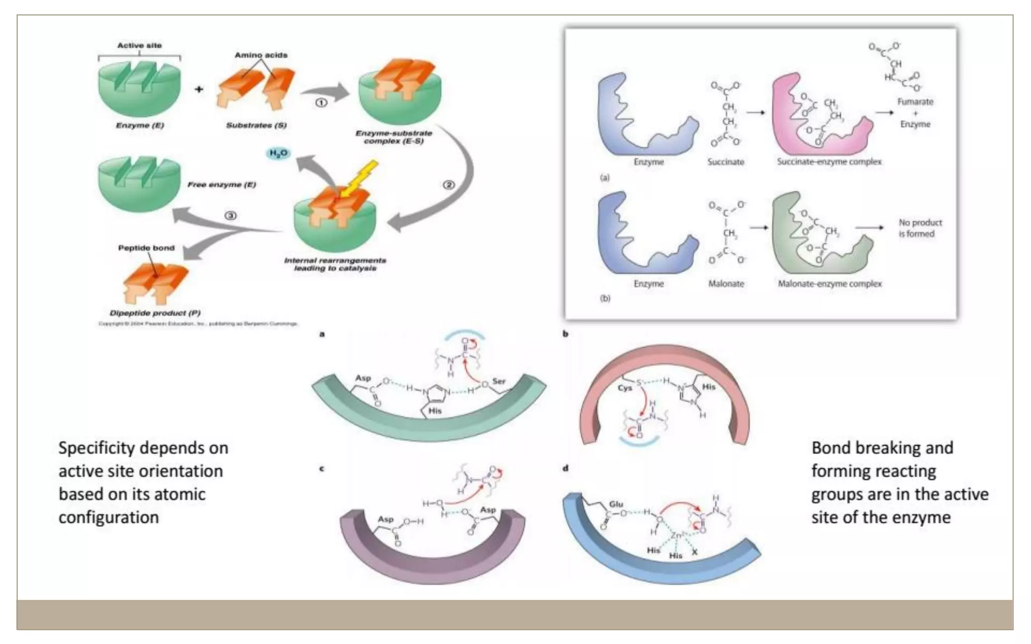 Enzymes (General Introduction & Action Mechanism) | PDF