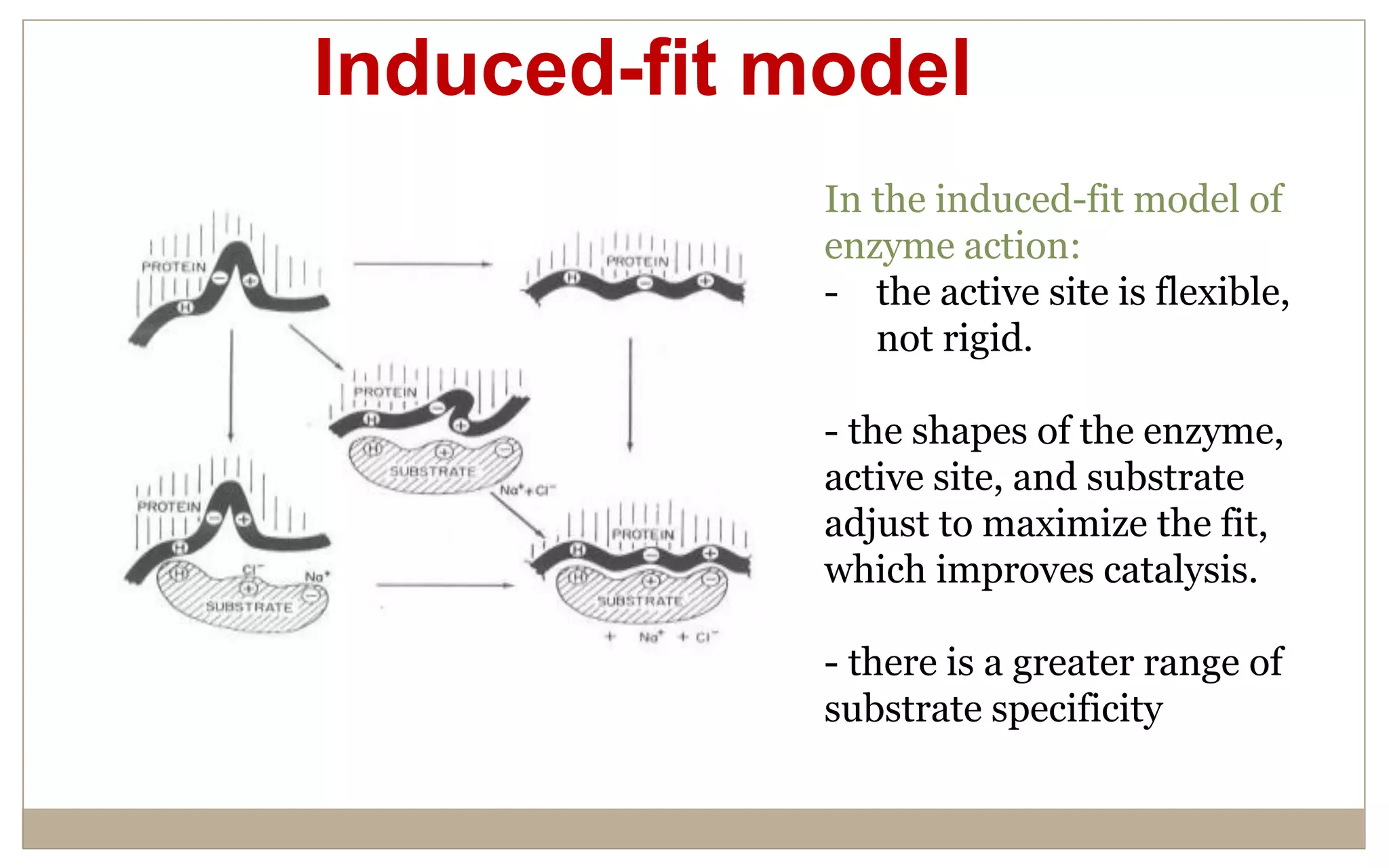Enzymes (General Introduction & Action Mechanism) | PDF