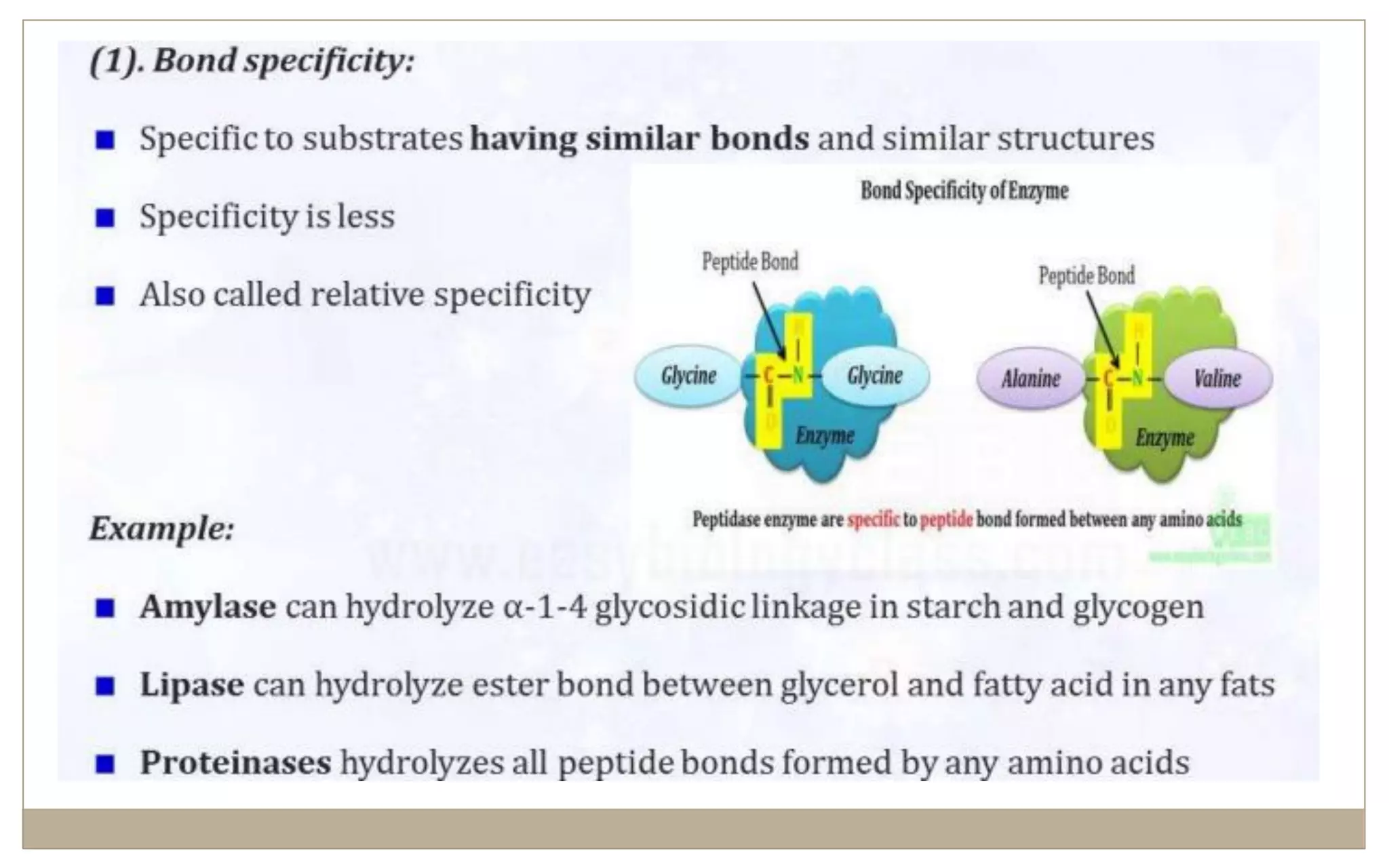 Enzymes (General Introduction & Action Mechanism) | PDF