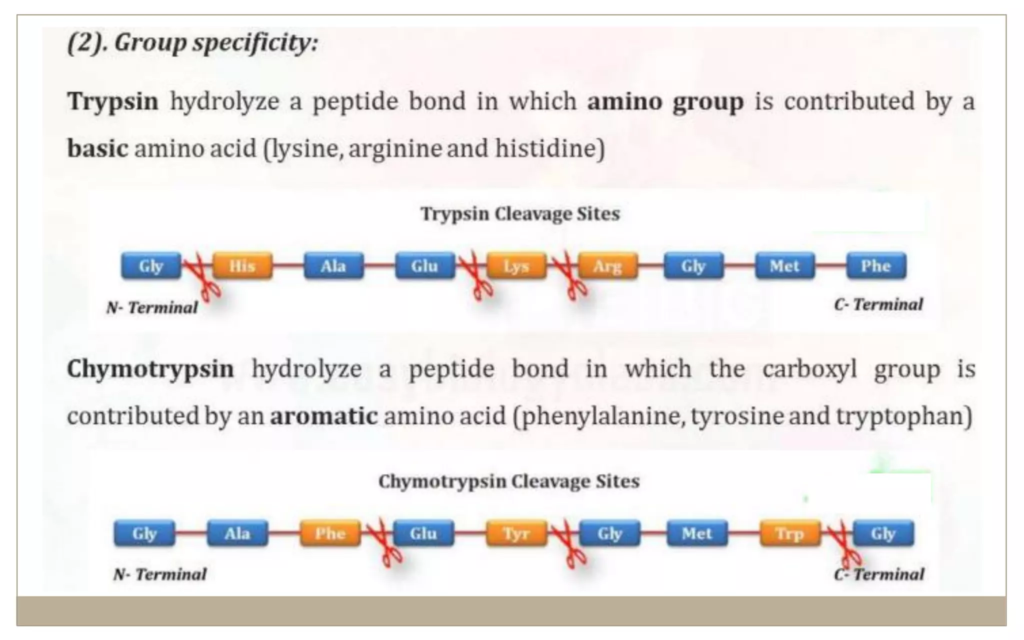 Enzymes (General Introduction & Action Mechanism) | PDF