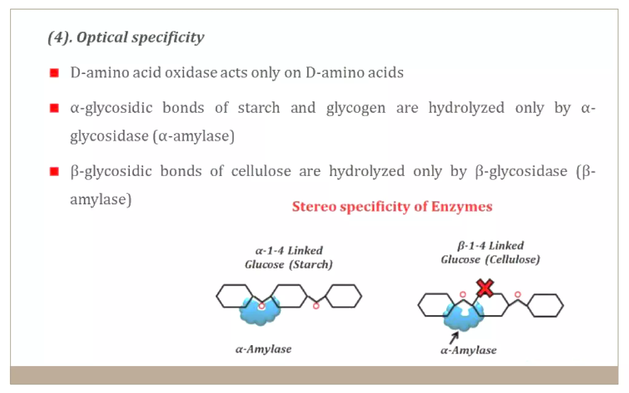 Enzymes (General Introduction & Action Mechanism) | PDF
