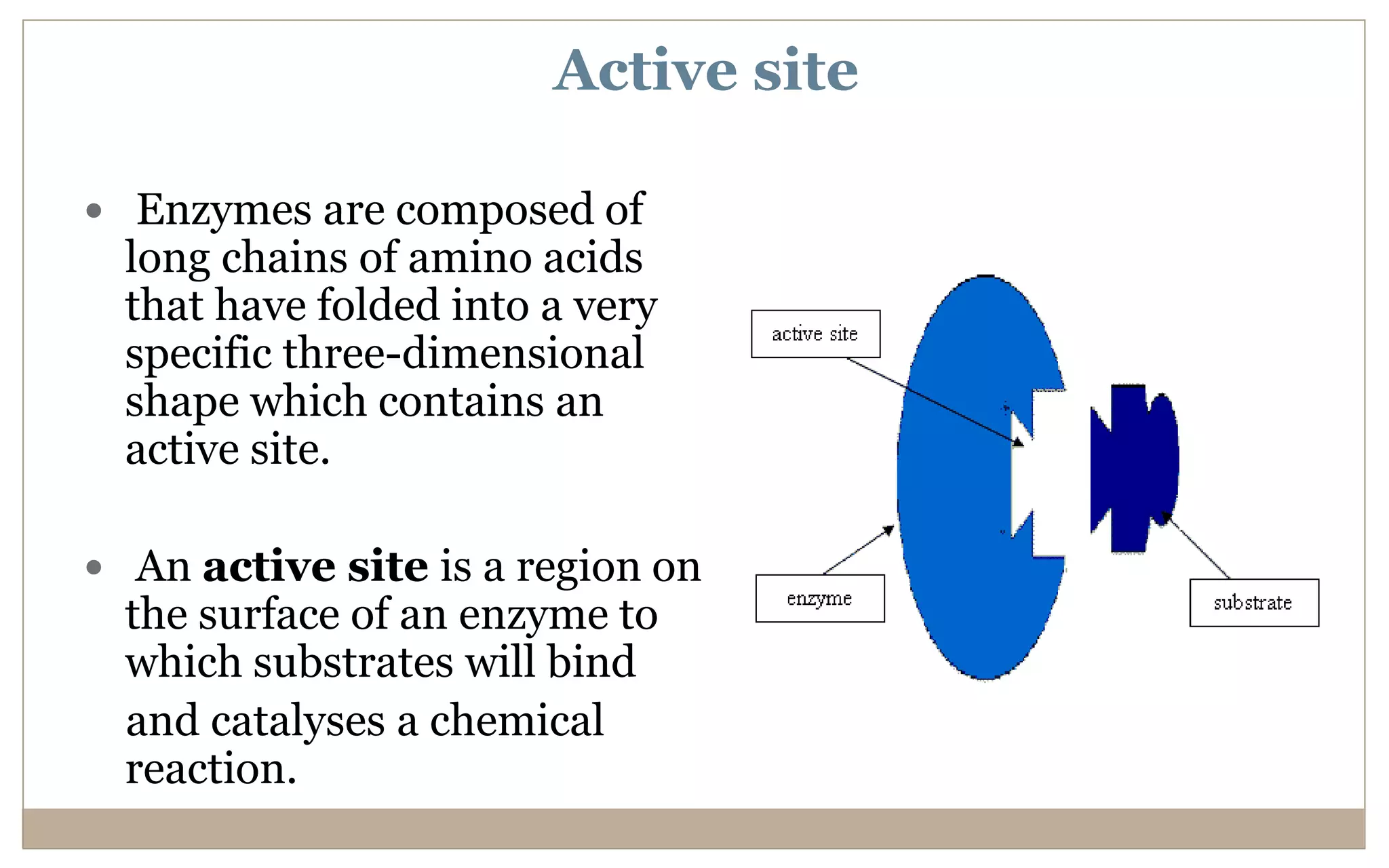 Enzymes (General Introduction & Action Mechanism) | PDF