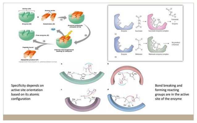 Enzymes (General Introduction & Action Mechanism) | PDF