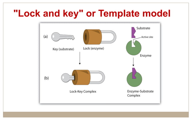 Enzymes (General Introduction & Action Mechanism) | PDF