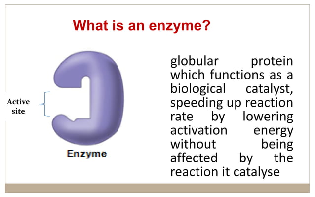 Enzymes (General Introduction & Action Mechanism) | PDF