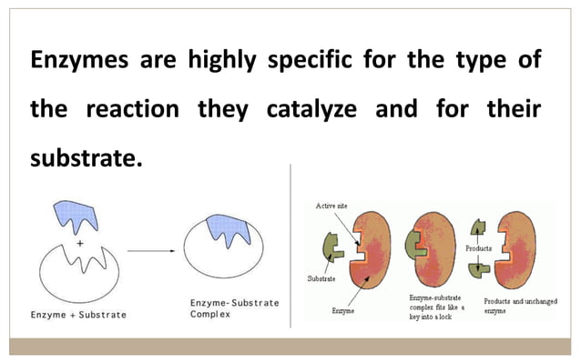 Enzymes (General Introduction & Action Mechanism) | PDF