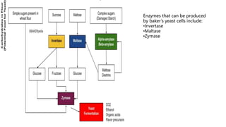 Enzyme Function and Properties.pptx