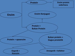 Enzyme.pdf
