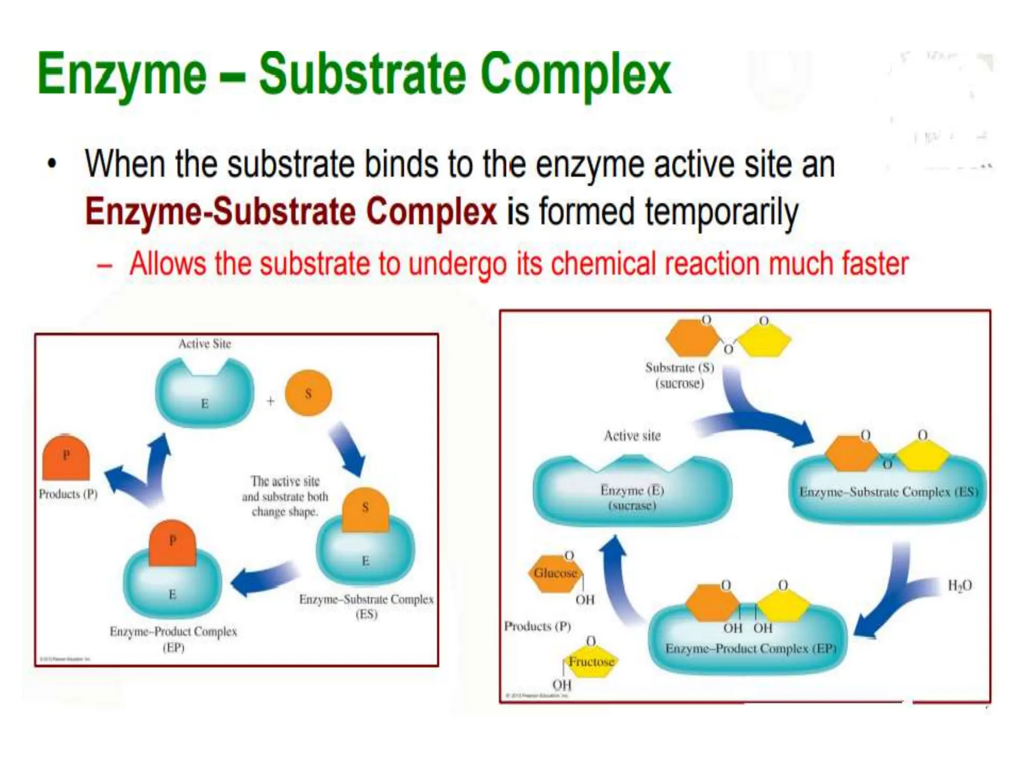 Enzyme.ppt all you want to know Enzyme Structure | PPT