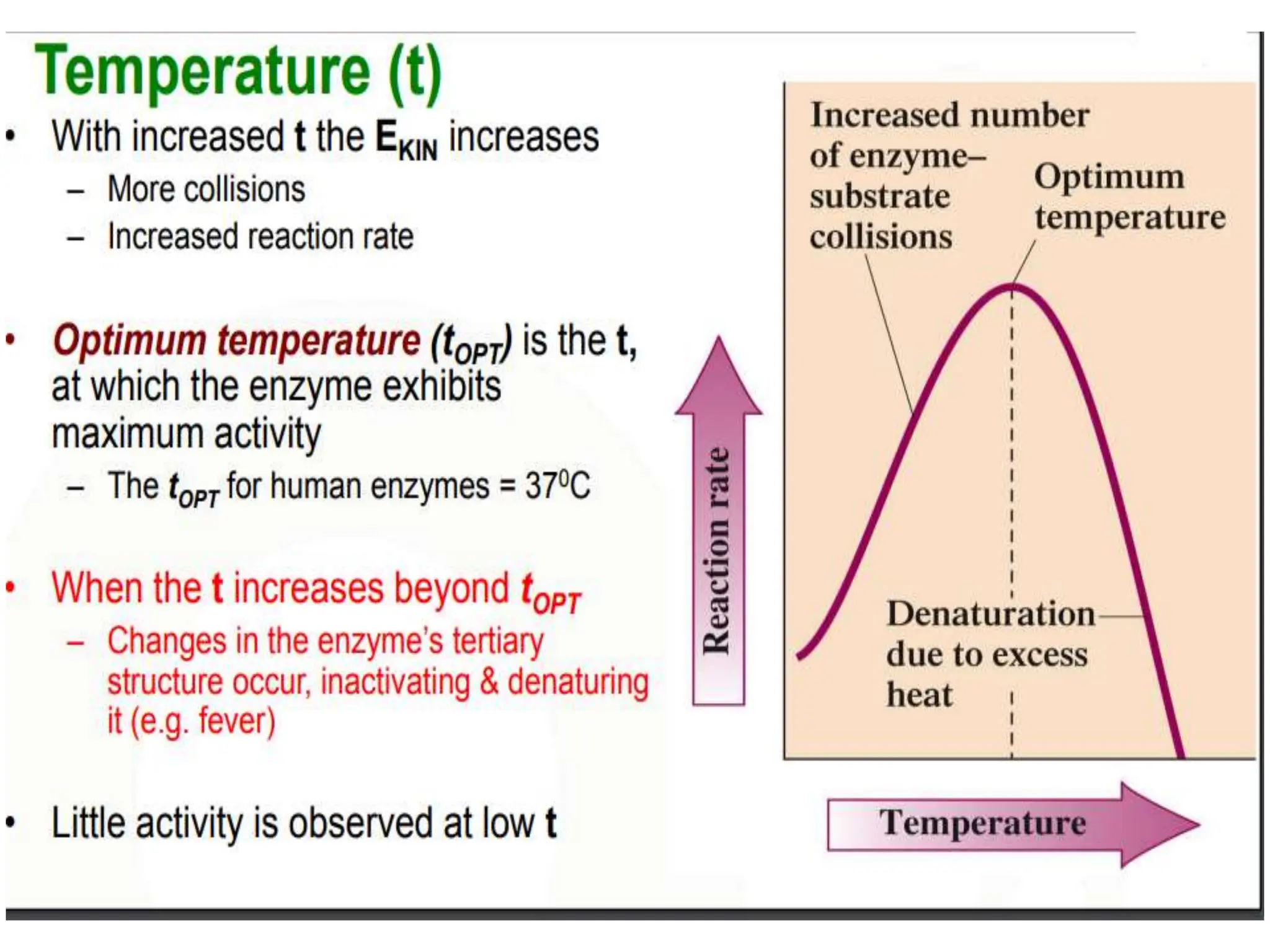 Enzyme.ppt all you want to know Enzyme Structure | PPT