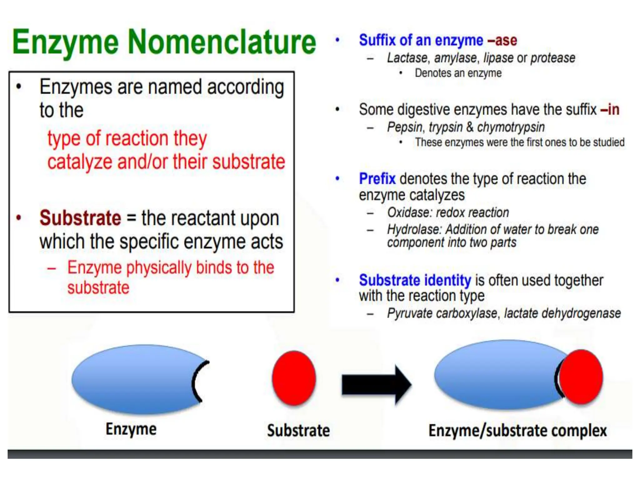 Enzyme.ppt all you want to know Enzyme Structure | PPT