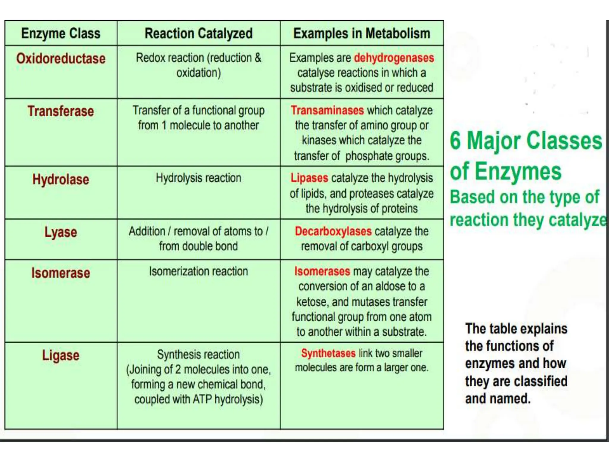 Enzyme.ppt all you want to know Enzyme Structure | PPT