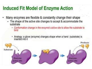 Enzyme.ppt all you want to know Enzyme Structure | PPT