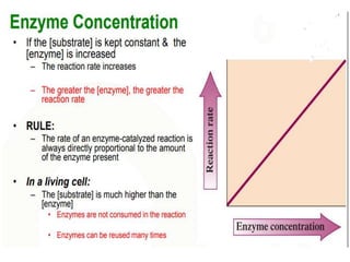 Enzyme.ppt all you want to know Enzyme Structure | PPT