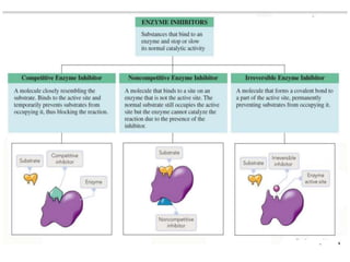 Enzyme.ppt all you want to know Enzyme Structure | PPT