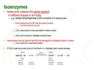 Enzyme.ppt all you want to know Enzyme Structure | PPT