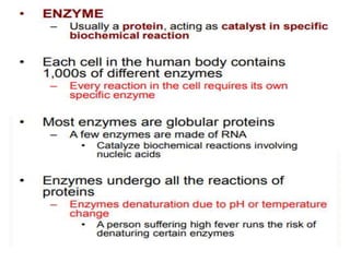 Enzyme.ppt all you want to know Enzyme Structure | PPT