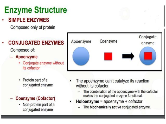 Enzyme.ppt all you want to know Enzyme Structure | PPT