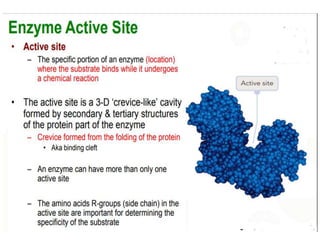 Enzyme.ppt all you want to know Enzyme Structure | PPT