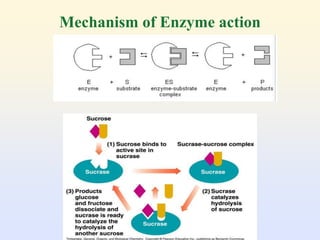 Enzyme. defination ,classification and application | PPT
